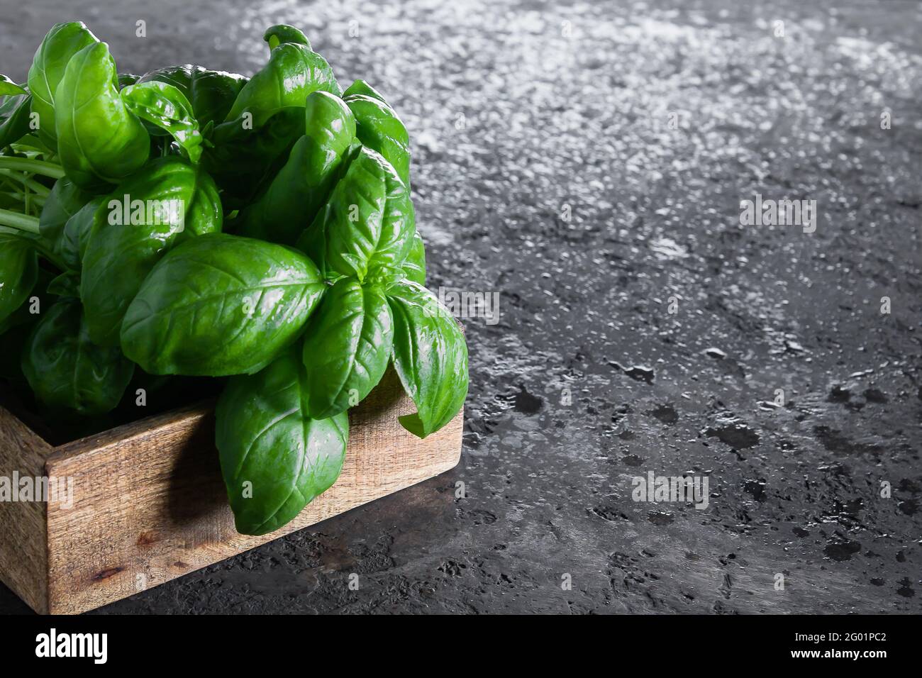 Fresh green basil on a dark background. Food background. Banch of ...