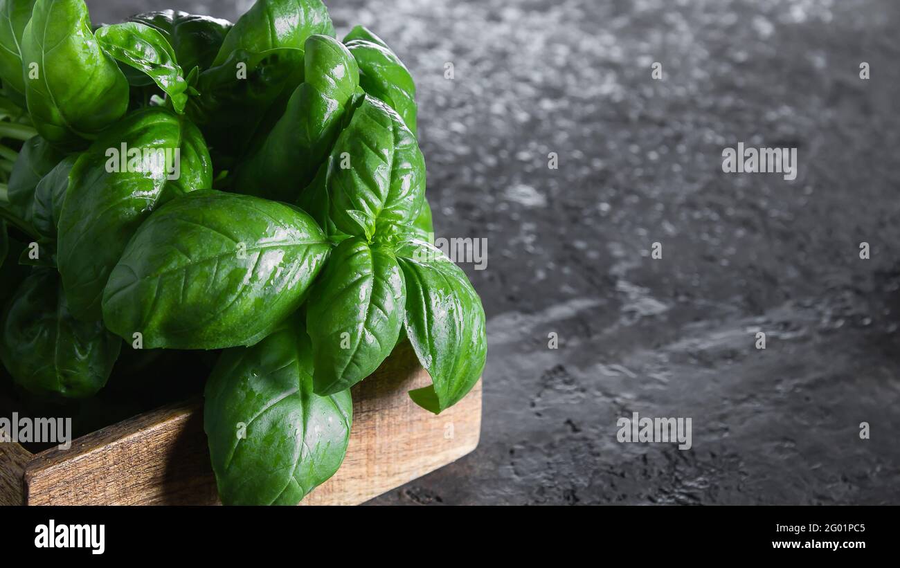 Fresh green basil on a dark background. Food background. Banch of ...