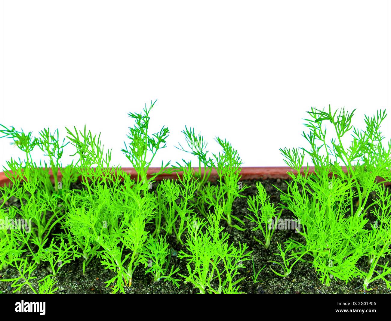 Green seedlings of dill seedlings in a plastic box. Anethum graveolens ...