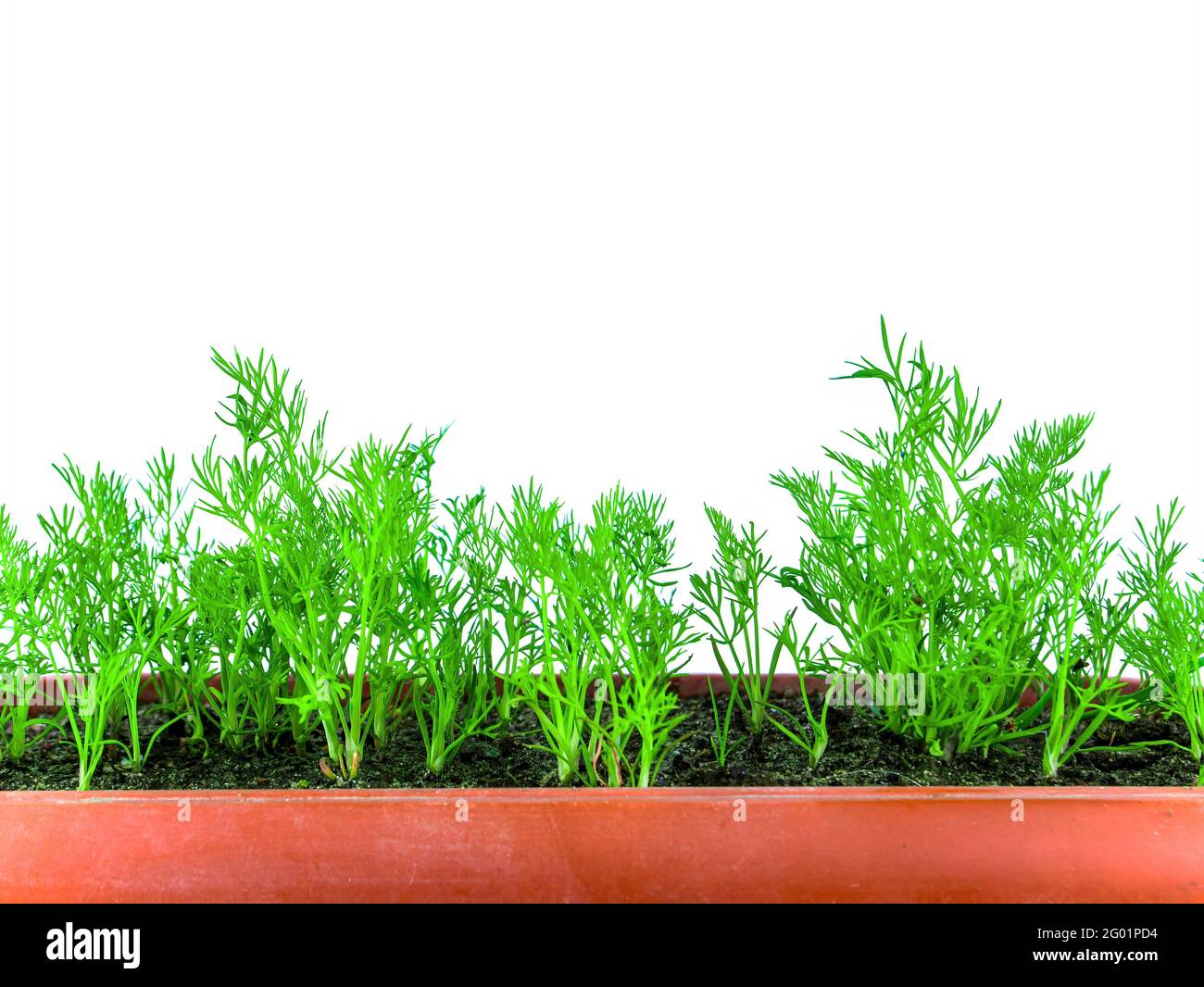 Green seedlings of dill seedlings in a plastic box. Anethum graveolens ...