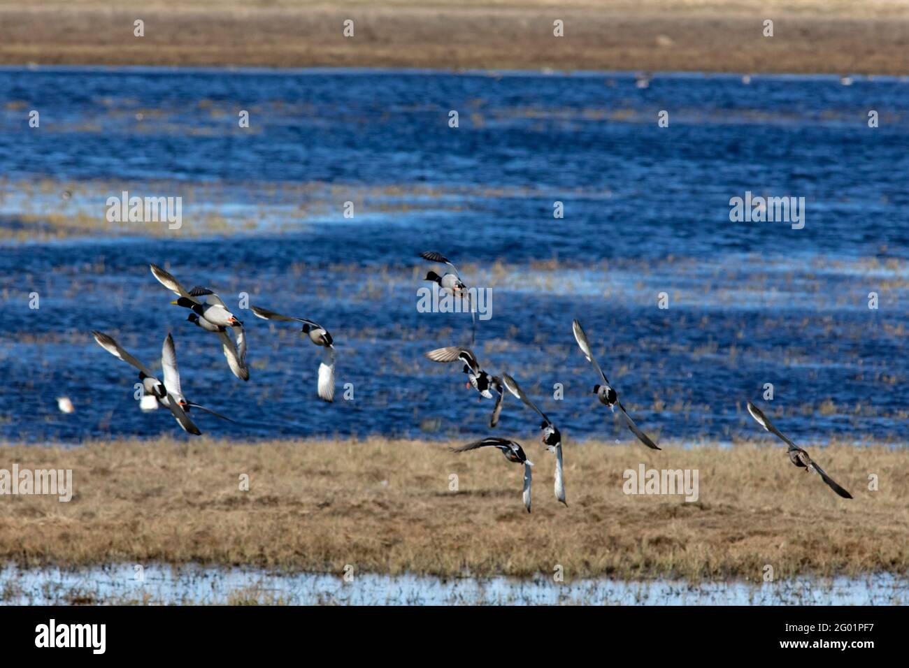 Common Duck in migration above water during spring. Sunshine, reed and ...