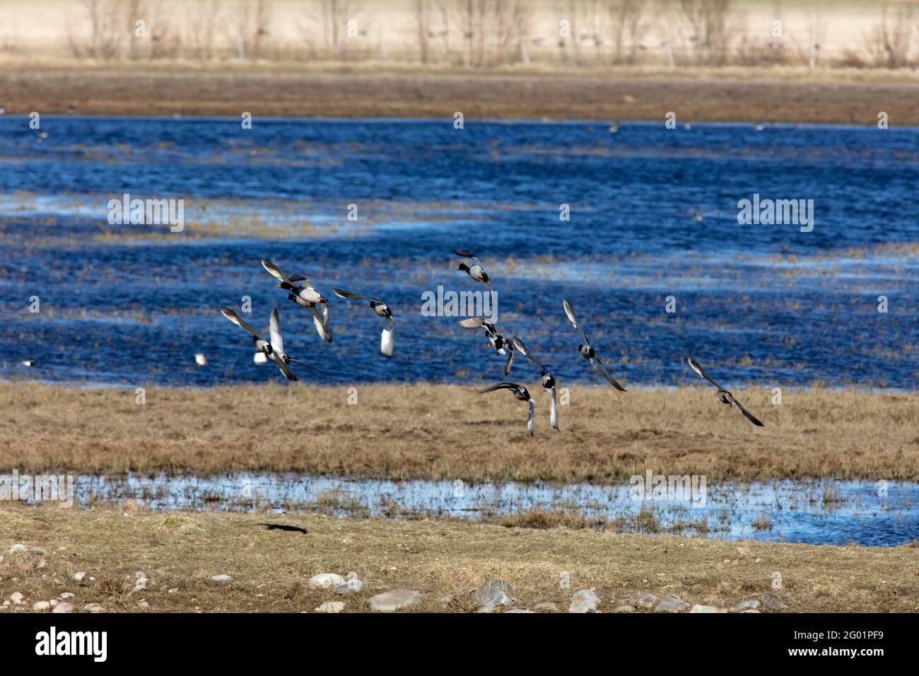 Common Duck in migration above water during spring. Sunshine, reed and ...