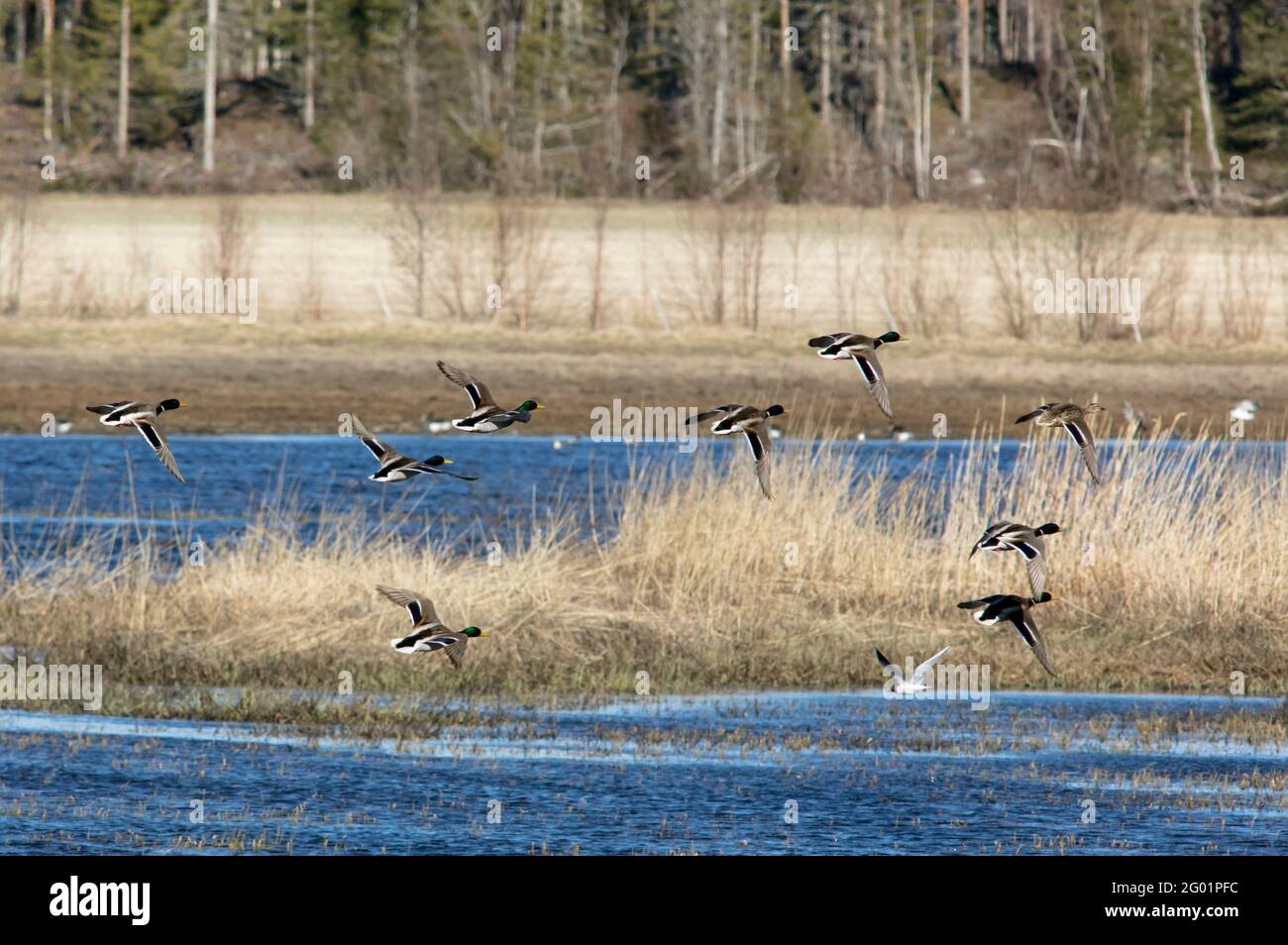Common Duck in migration above water during spring. Sunshine, reed and ...