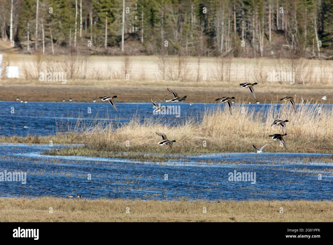 Common Duck in migration above water during spring. Sunshine, reed and ...