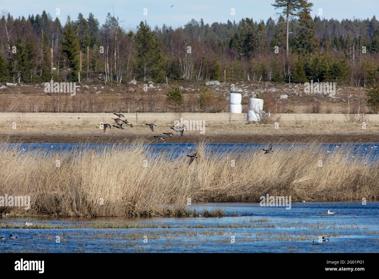 Common Duck in migration above water during spring. Sunshine, reed and ...