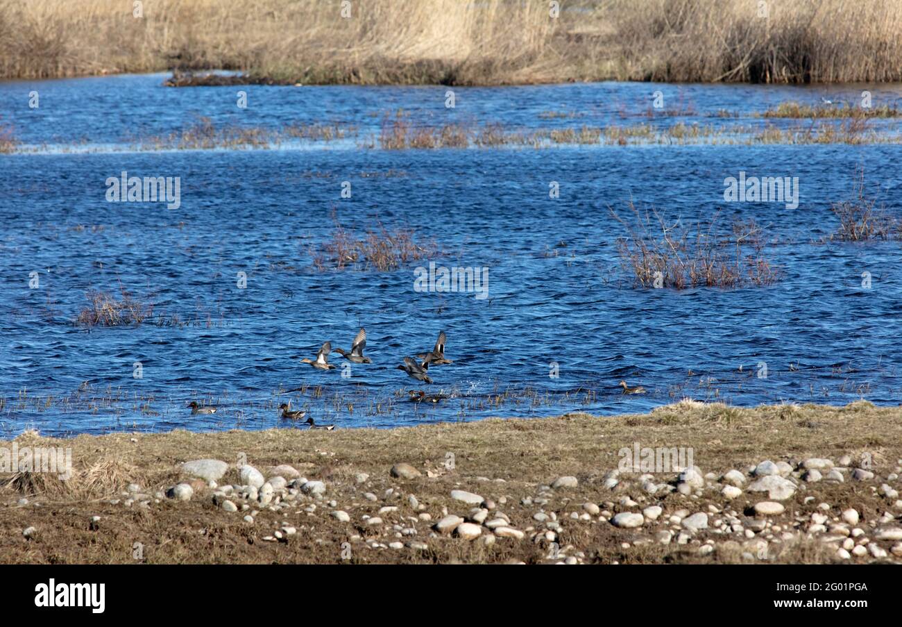 Group of The Eurasian teal, common teal, resting during the migration ...