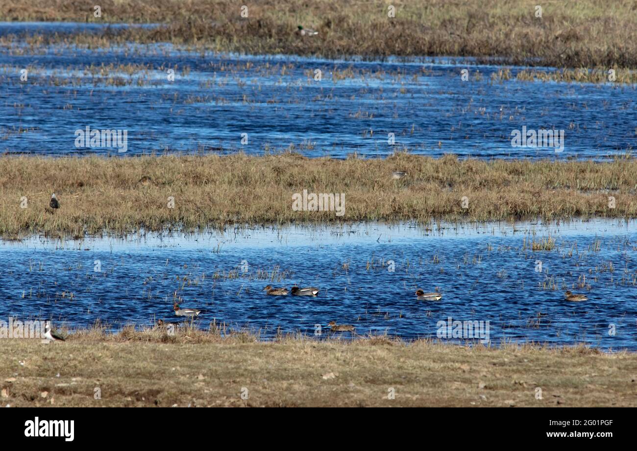 Group of The Eurasian teal, common teal, resting during the migration ...