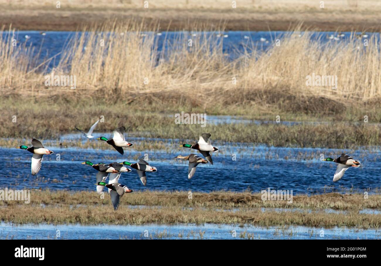 Common Duck in migration above water during spring. Sunshine, reed and ...