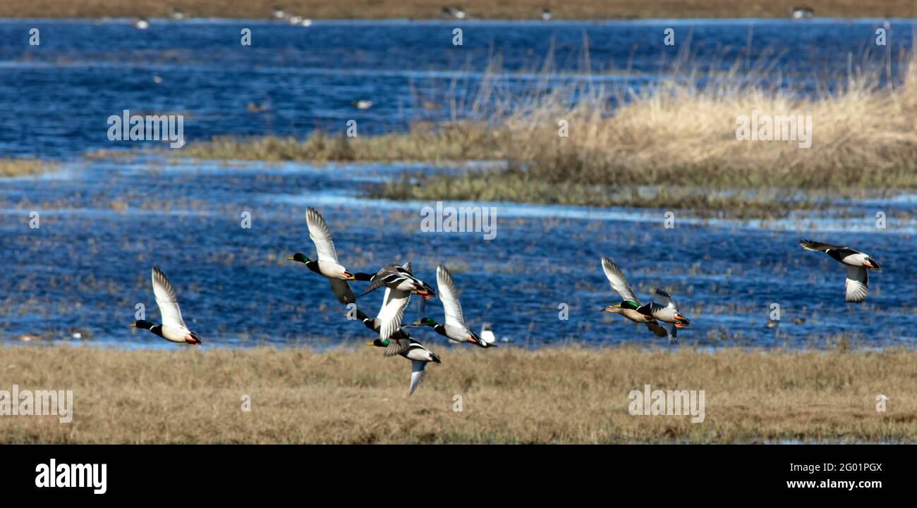 Common Duck in migration above water during spring. Sunshine, reed and ...