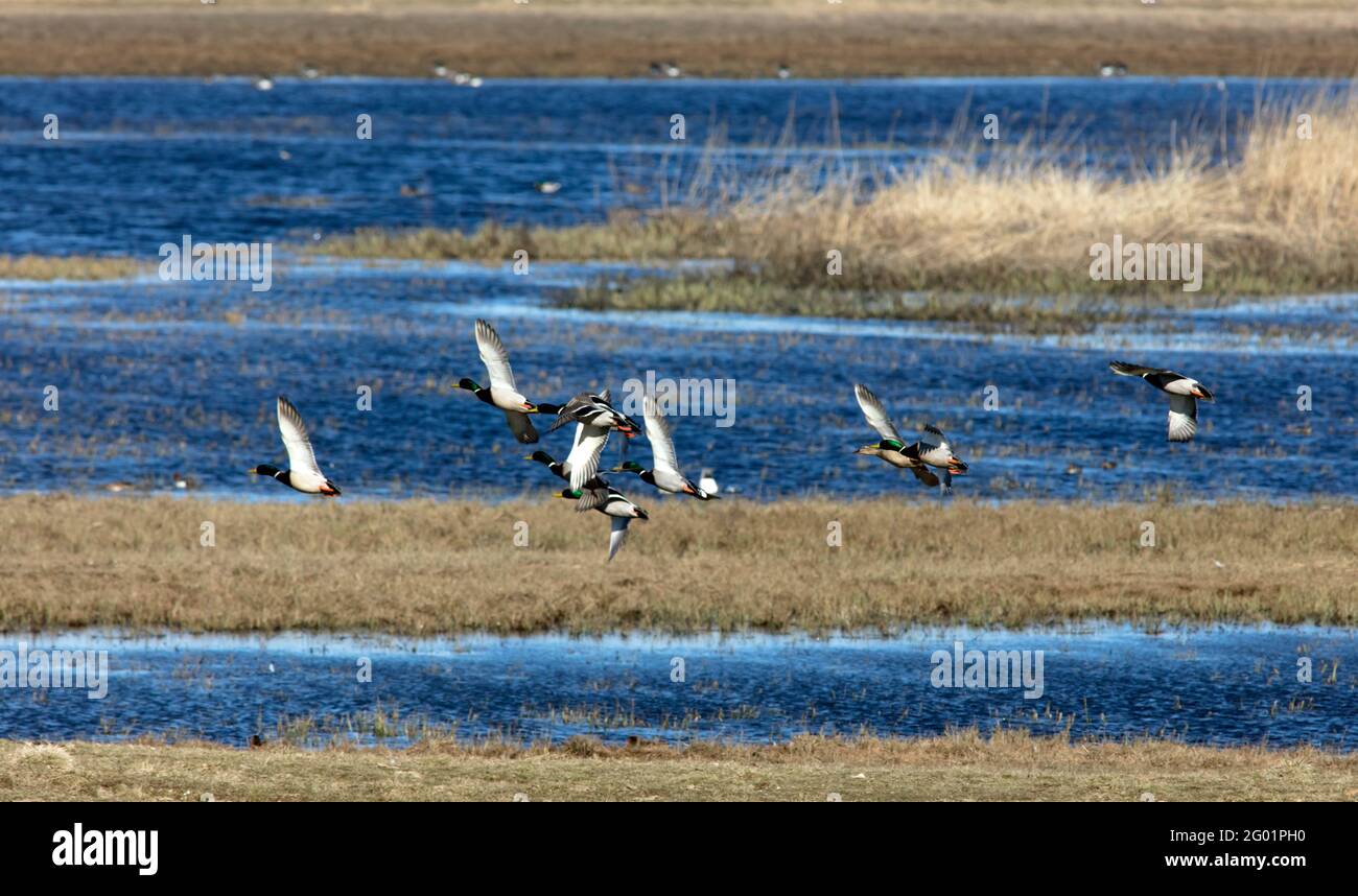 Common Duck in migration above water during spring. Sunshine, reed and ...