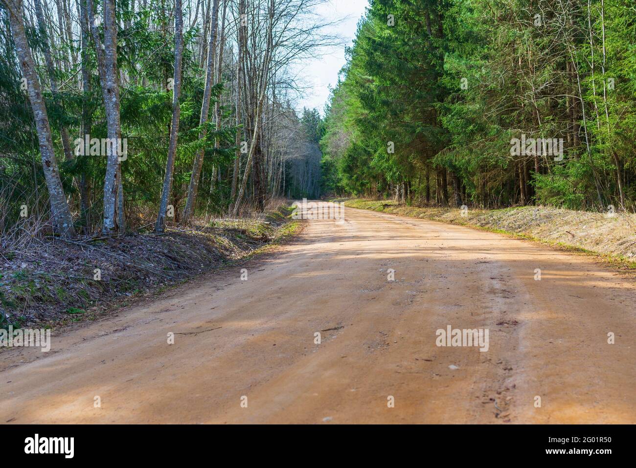 Green forest pathway view. Forest pathway landscape. Pathway in forest ...