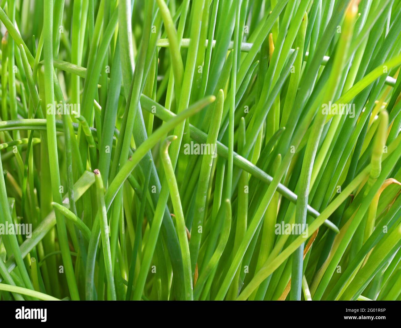 Healthy aromatic condiment hi-res stock photography and images - Alamy