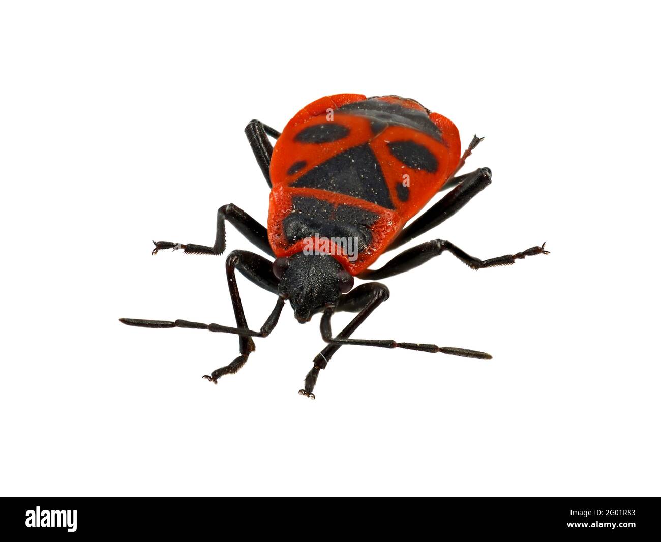 firebug, pyrrhocoris apterus, isolated on white background, side view ...