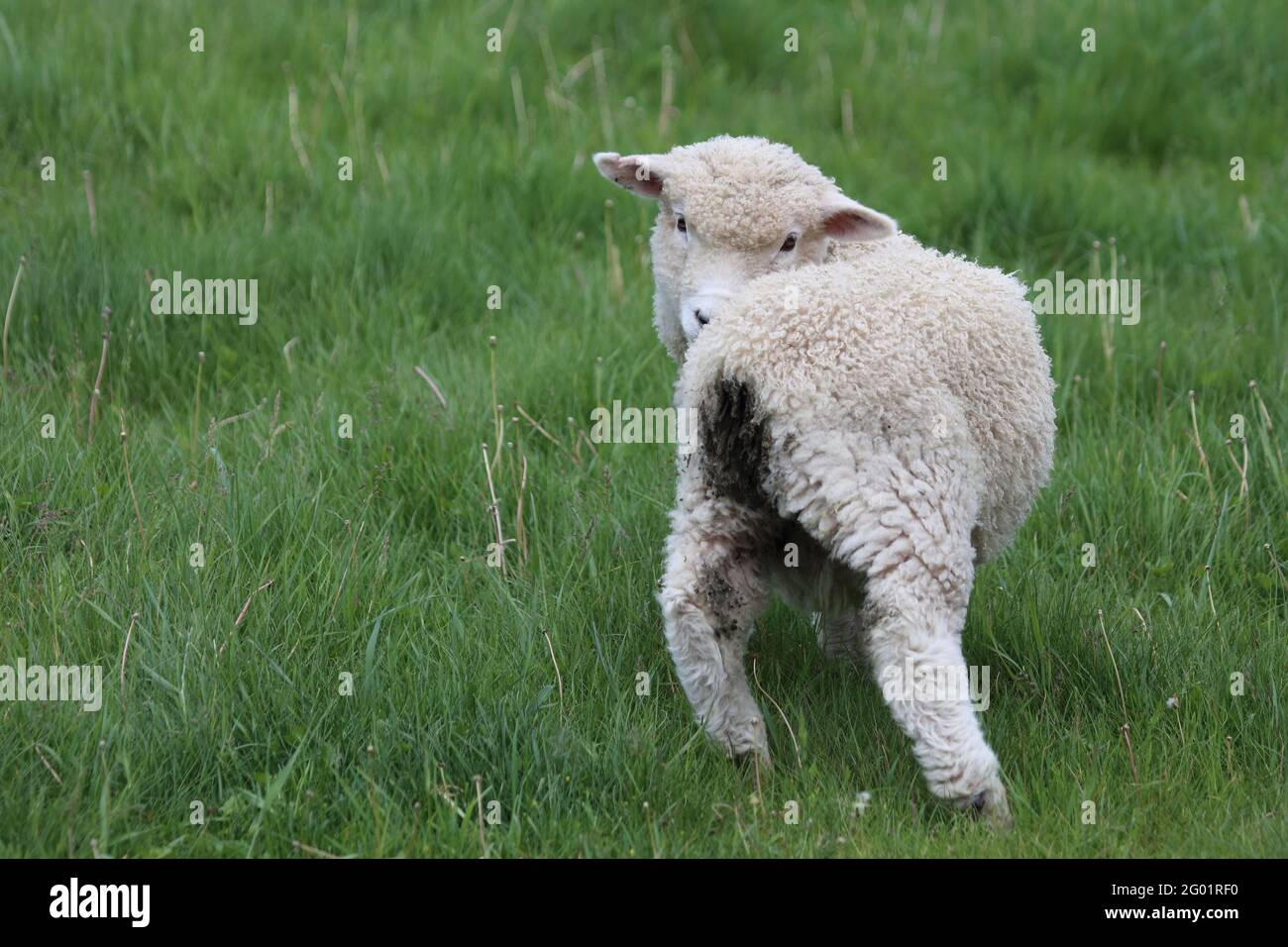 Romneyschaf / Romney sheep / Ovis Stock Photo - Alamy