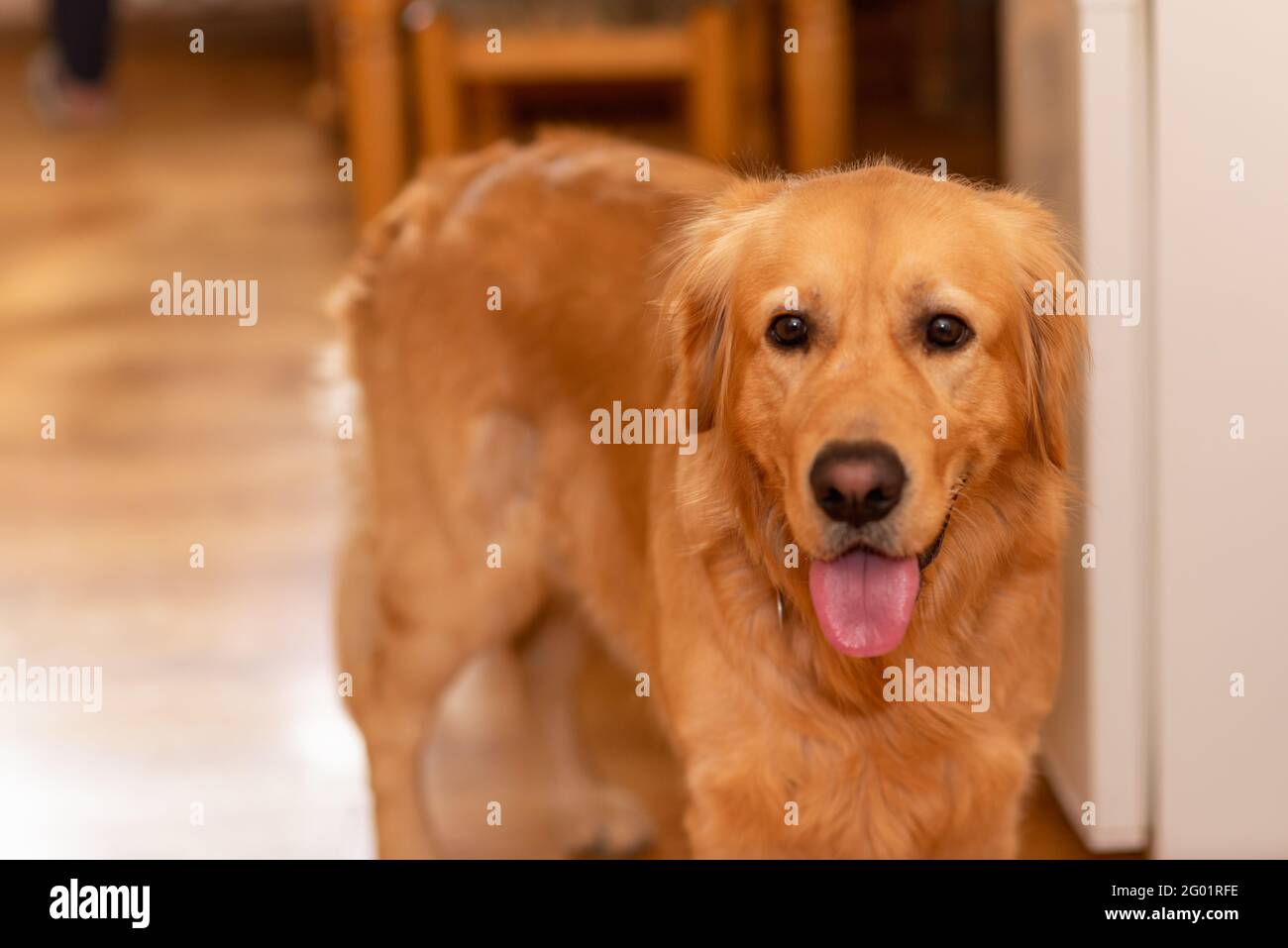 Golden Labrador Retriever bored on a wooden floor in the kitchen ...