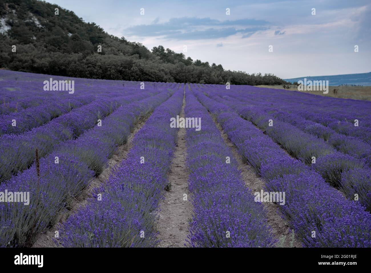 Lavender flower blooming scented fields in endless rows. Selective ...