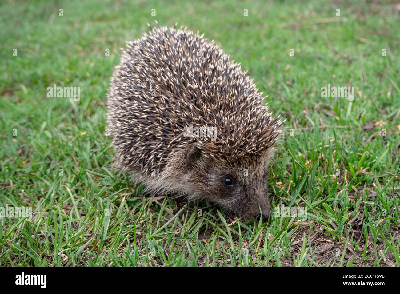 European or ordinary hedgehog on a green meadow. Spring. Close-up Stock ...