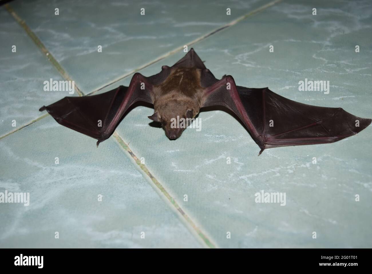 Hair of bat hi-res stock photography and images - Alamy