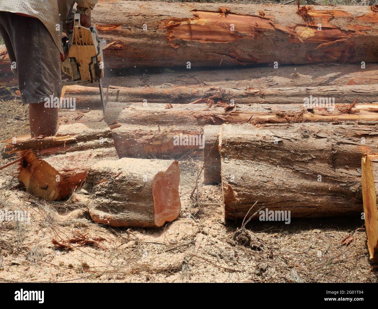 The man cutting wood with chainsaw, Cutting tree of Woodworker, A ...