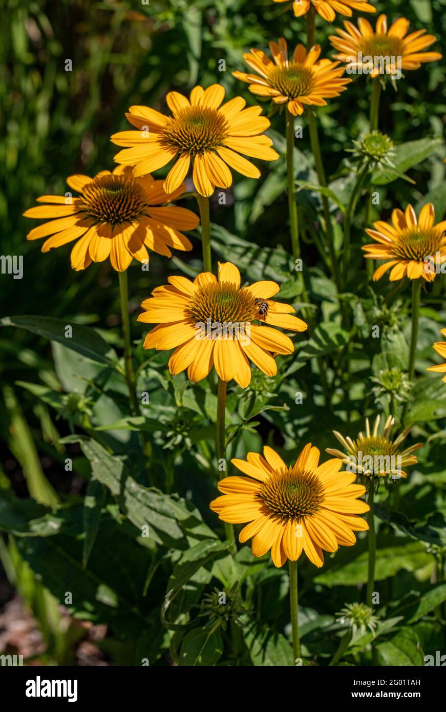 Flowers of Echinacea - an herb stimulating the immune system Stock ...