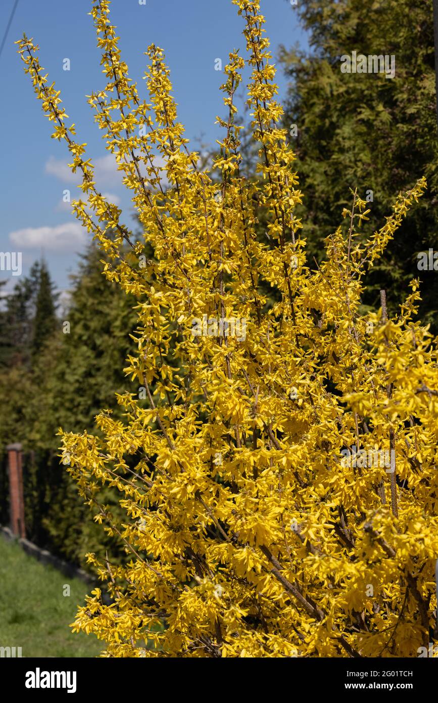 Forsythia europaea bush with yellow flowers blooming early spring Stock ...