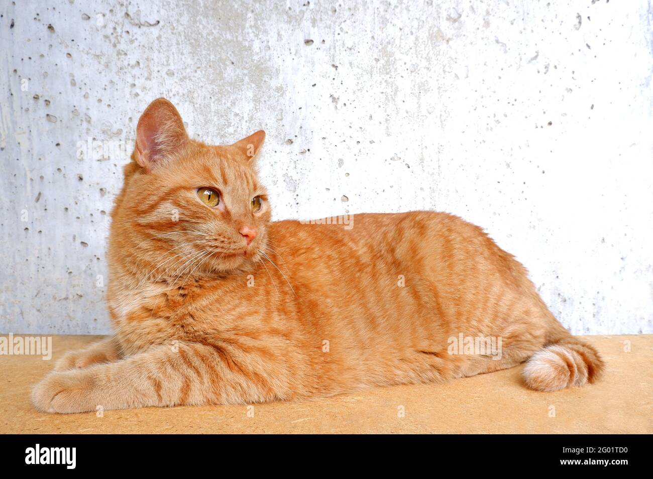 Mongrel cat hi-res stock photography and images - Alamy