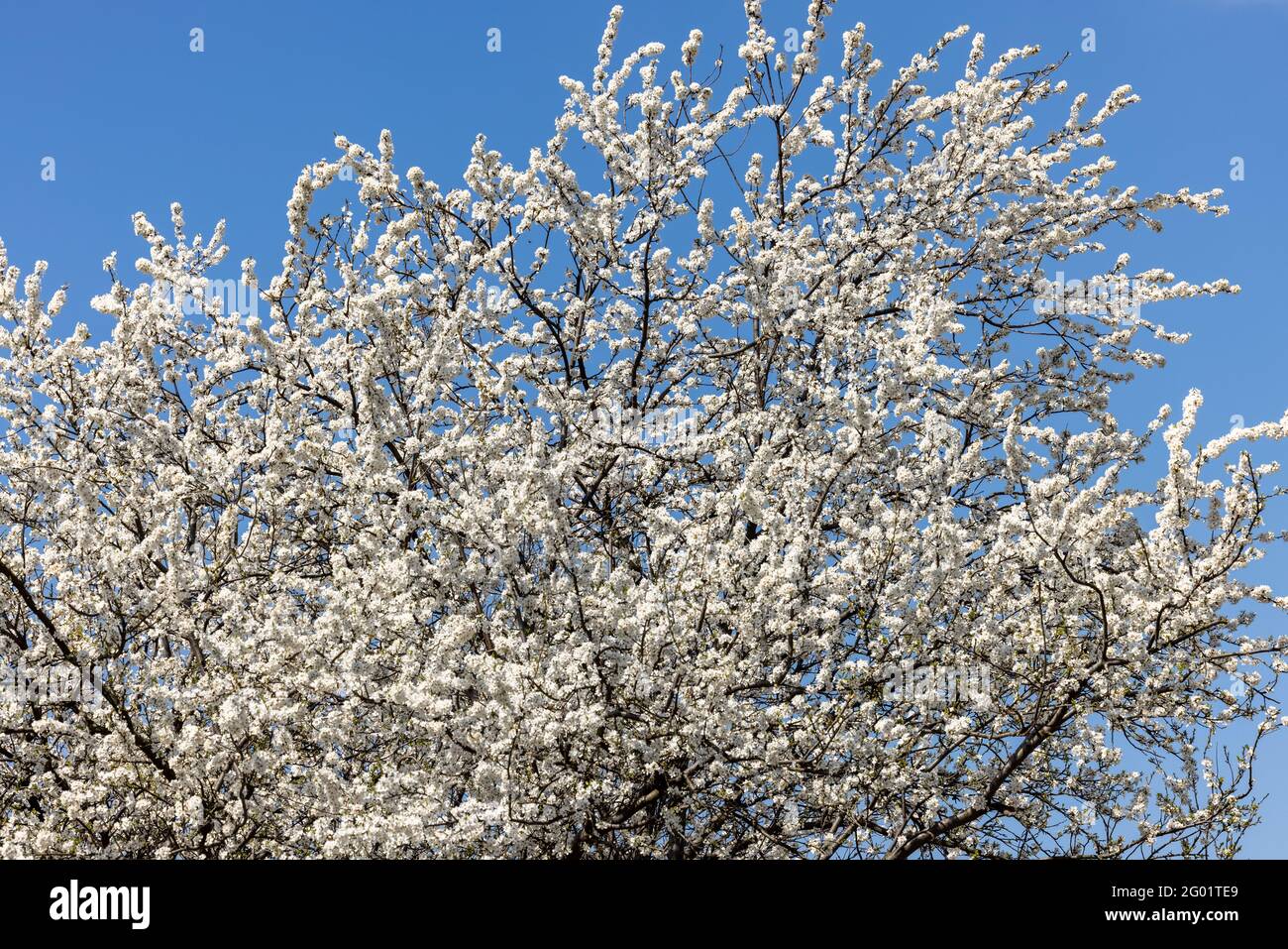 Beautifully flowering plum trees in the orchard Stock Photo - Alamy
