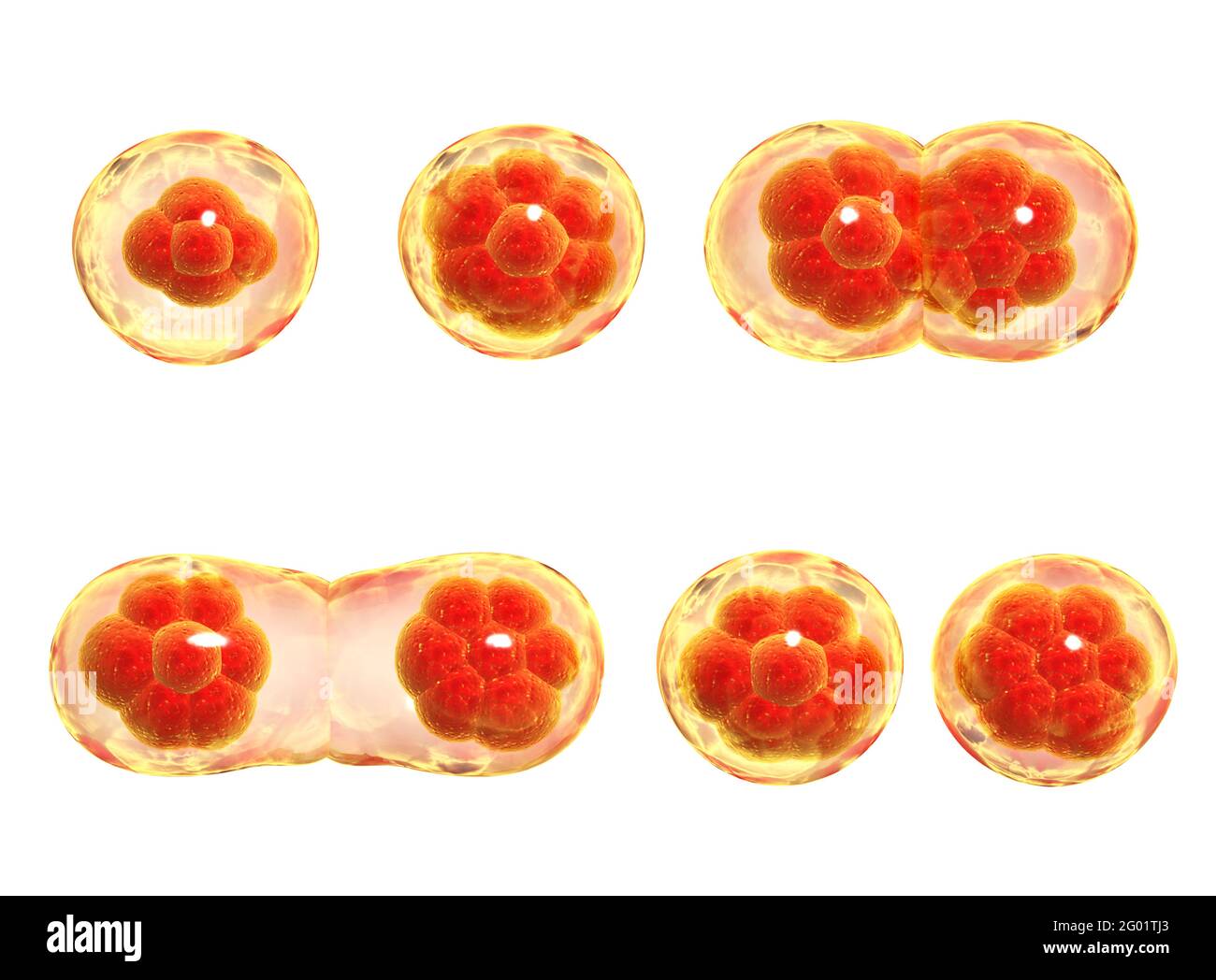 Mitosis process. Division of cell. Isolated on white background. 3d ...