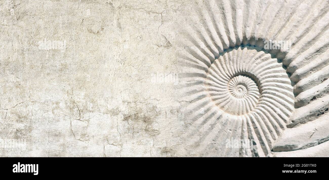 Detail of an ancient carved stone ornament with ammonite shell ...
