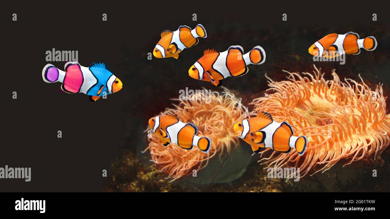 Concept - to be yourself, to be unique. A flock of standard clownfish ...