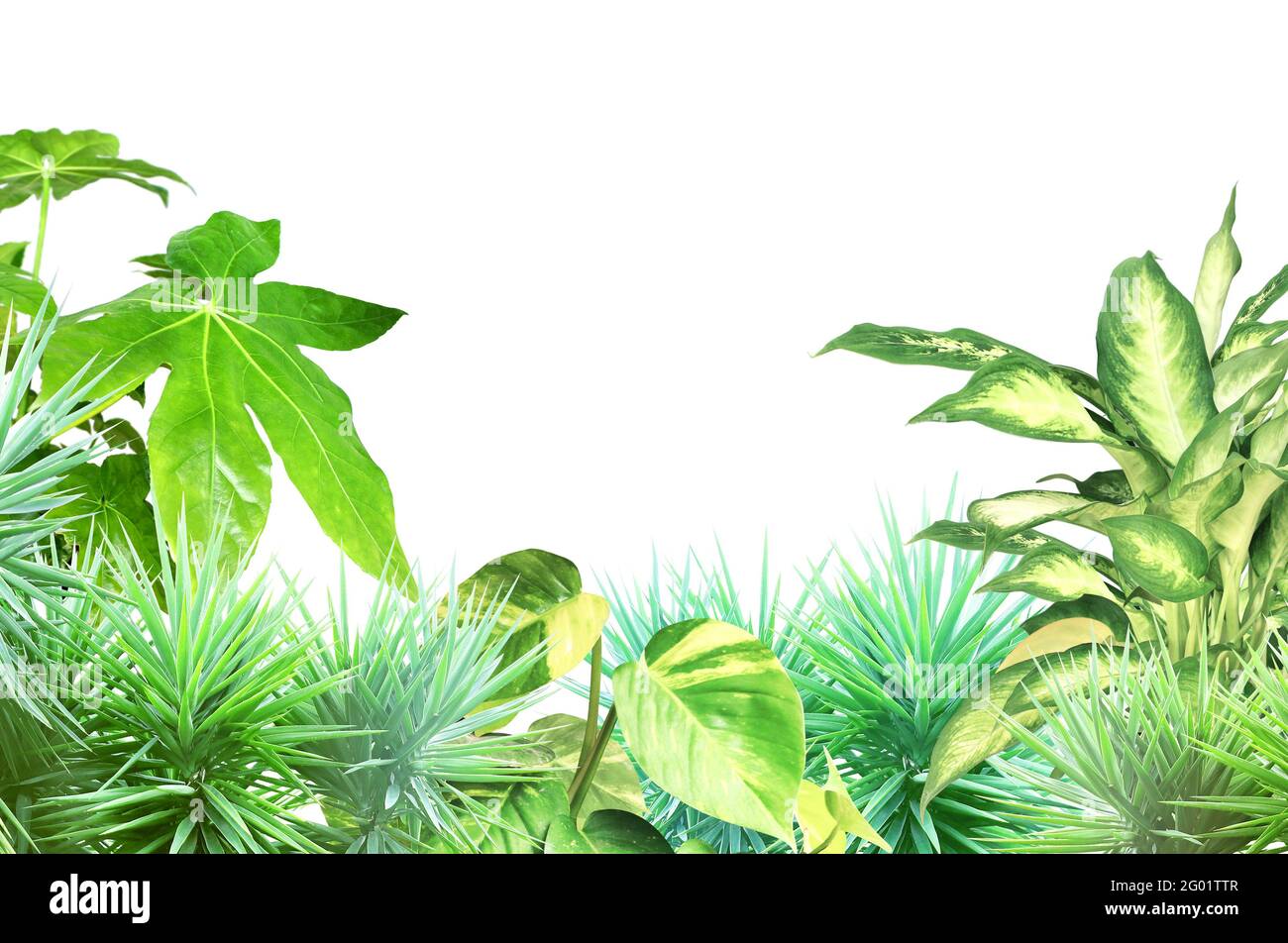 Tropical Rainforest Leaves Template