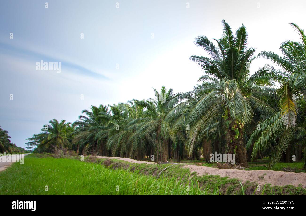 Crops for oil hi-res stock photography and images - Alamy