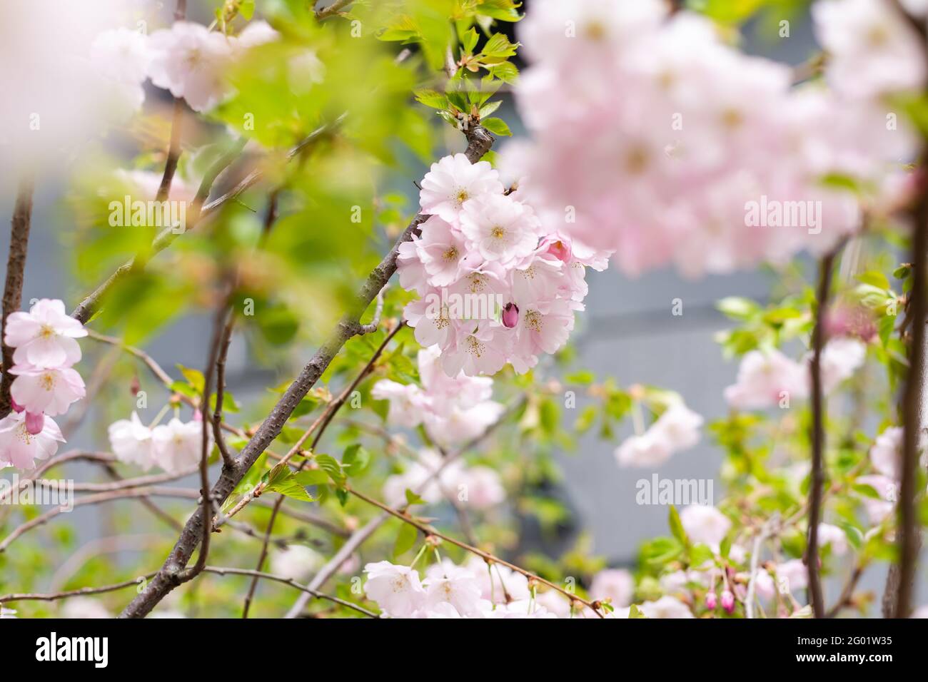 beautiful fresh, pink and white cherry blossoms covered in snow on dark ...