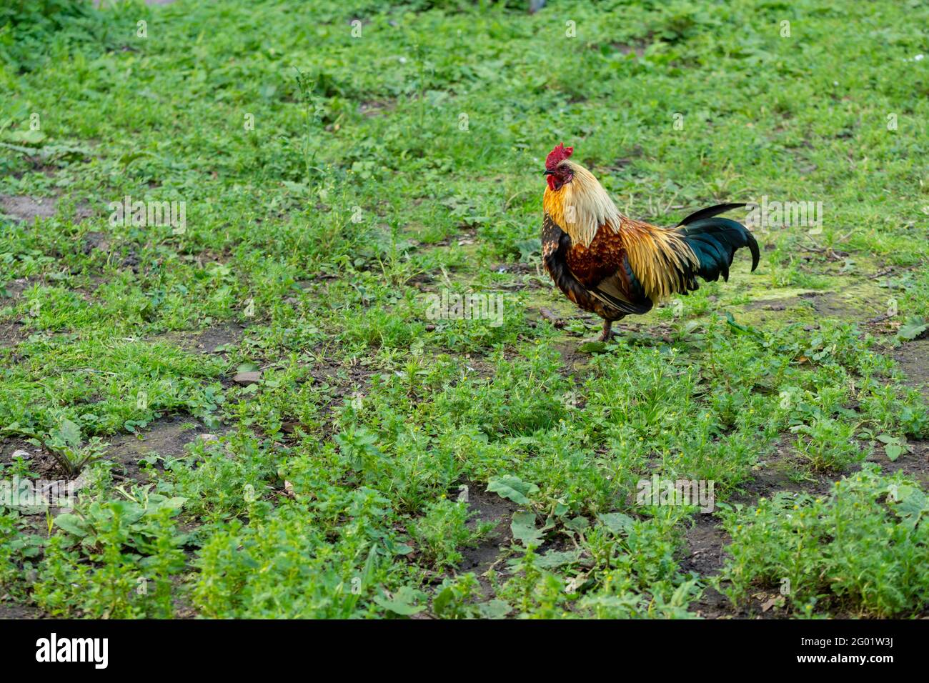 Rooster on the farm filed Stock Photo - Alamy