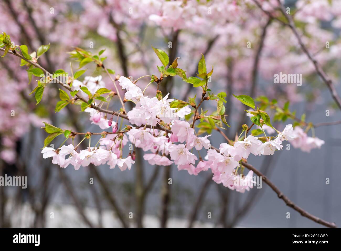 beautiful fresh, pink and white cherry blossoms covered in snow on dark ...