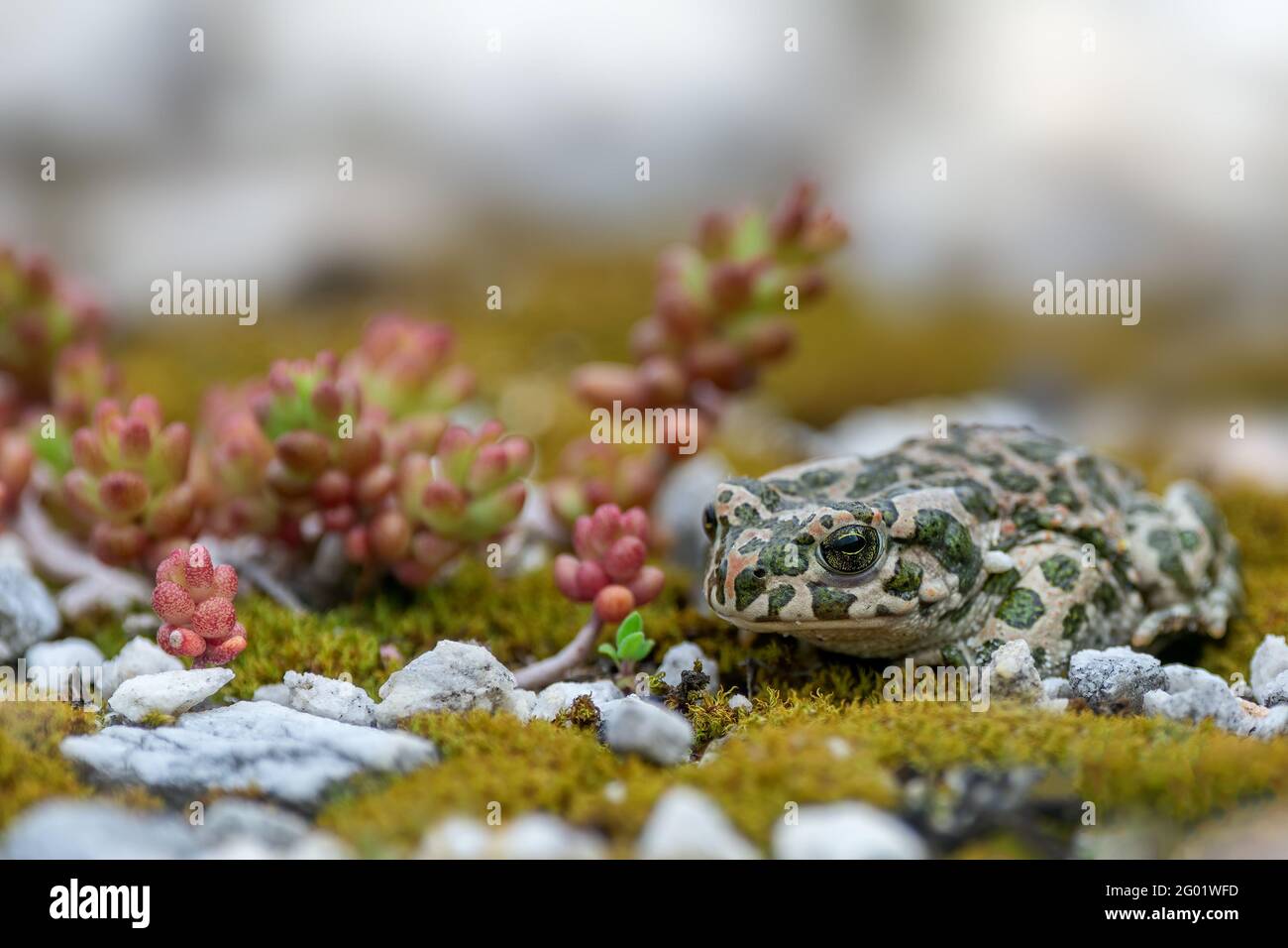 European green toad (Bufotes viridis) in nature Stock Photo - Alamy