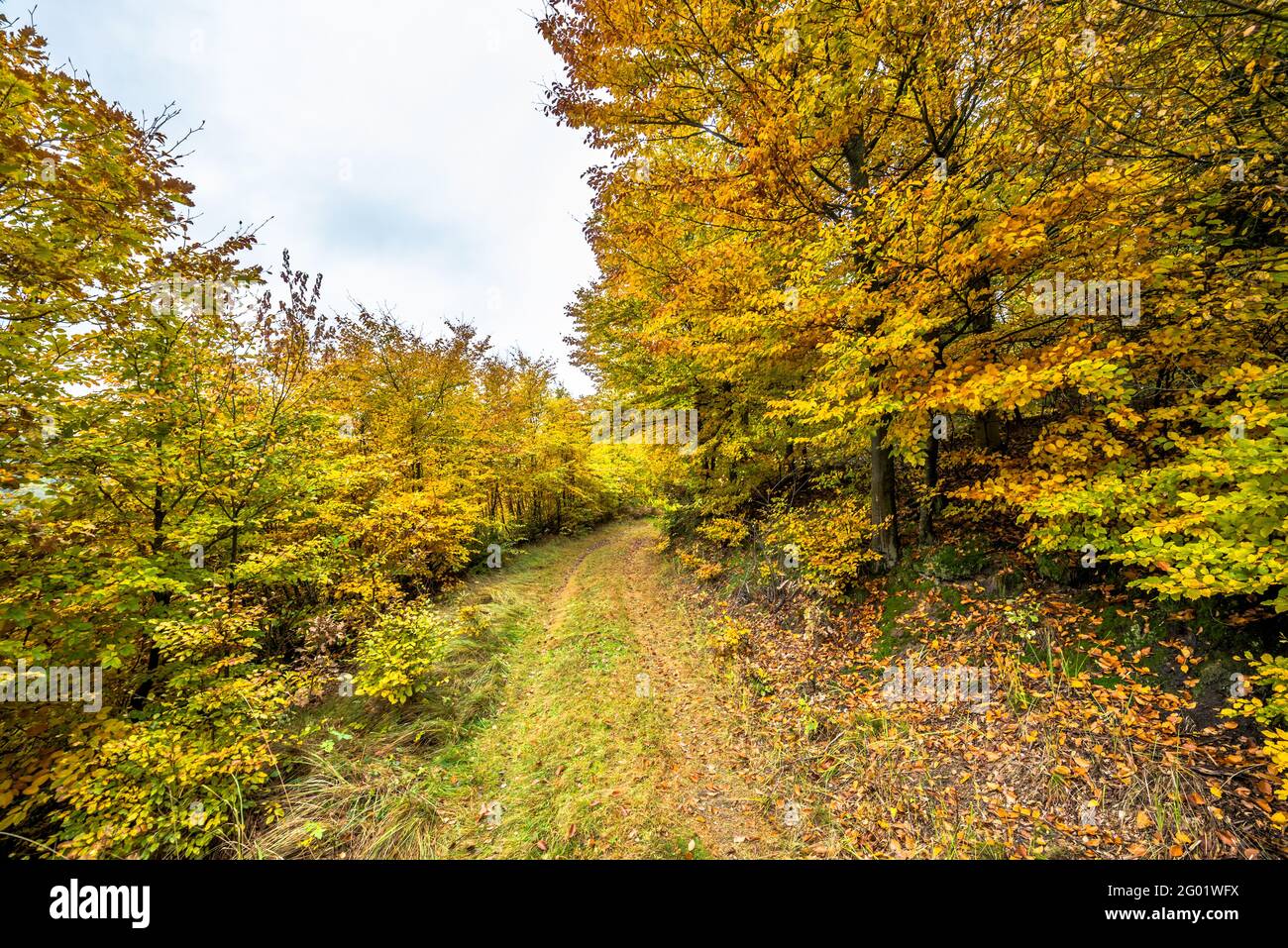 Path in autumn forest, fall landscape Stock Photo - Alamy