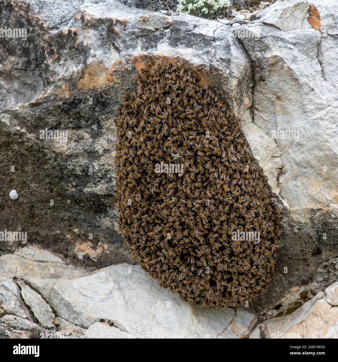 Naturally formed on a rock hive with bees Stock Photo - Alamy