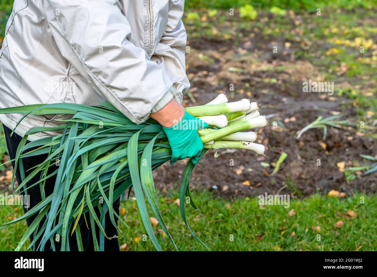 Female farmer holding freshly harvested vegetables, harvest in the ...
