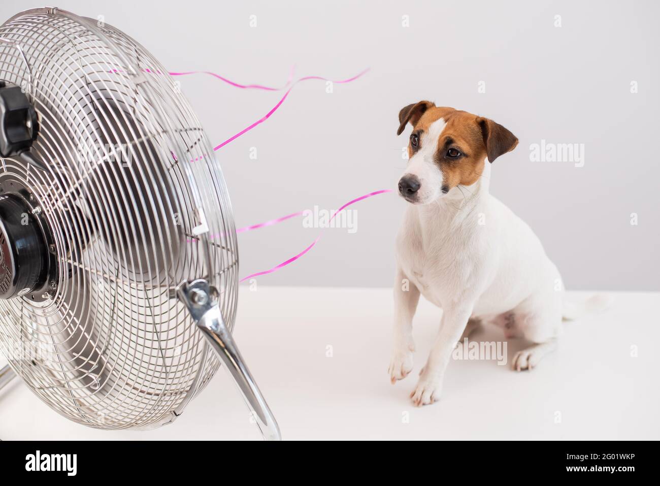 Jack russell terrier dog sits enjoying the cooling breeze from an ...