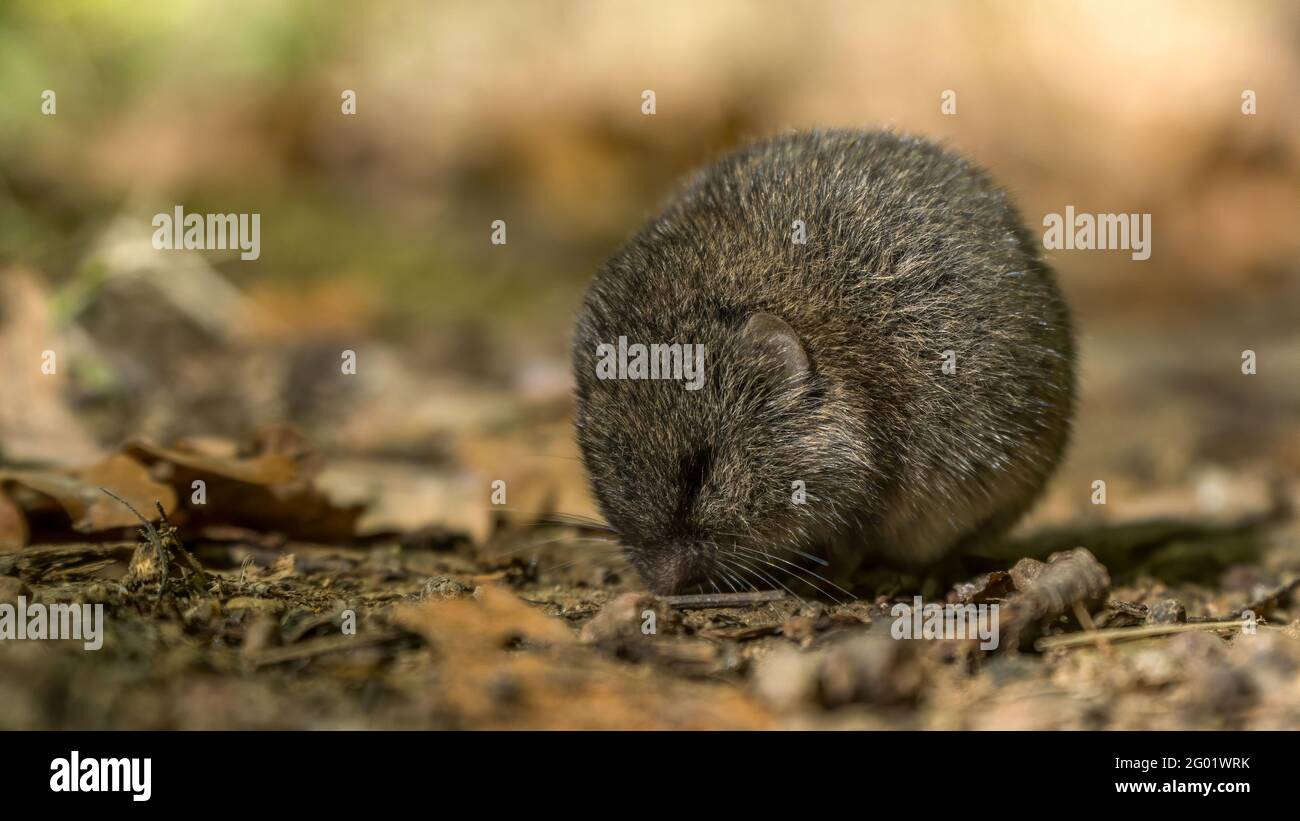 European snow vole or snow vole (Chionomys nivalis) in the wild Stock ...