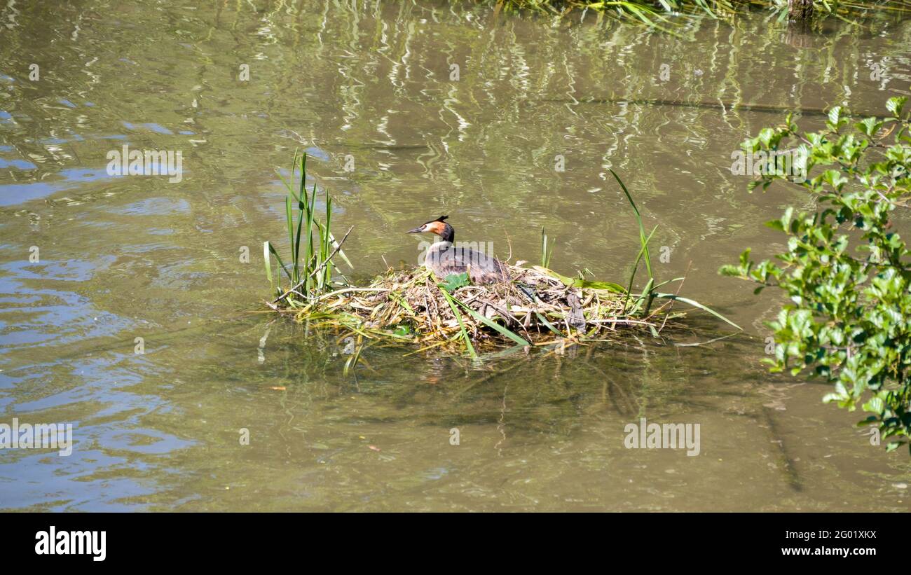Breeding great crested grebe in the floating nest Stock Photo - Alamy