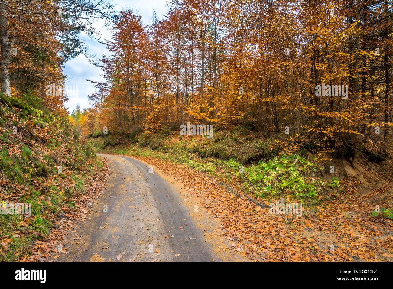 Landscape of autumn forest, trail in nature at fall, landscape Stock ...