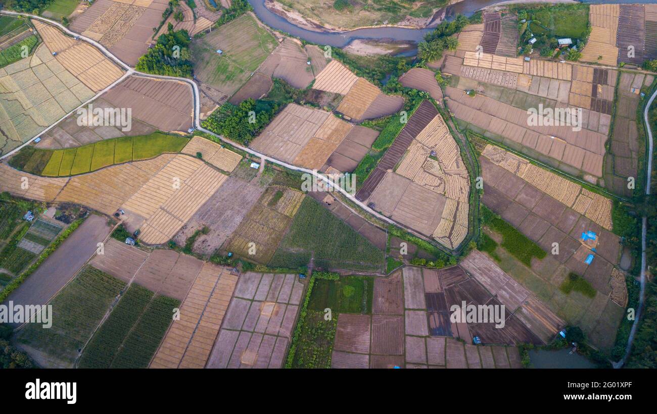 Aerial view of Paddy field after harvesting and preparing the area to ...