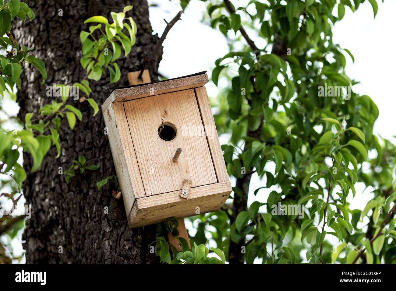 Nesting box made of unpainted wood on a tree, horizontal shot Stock ...
