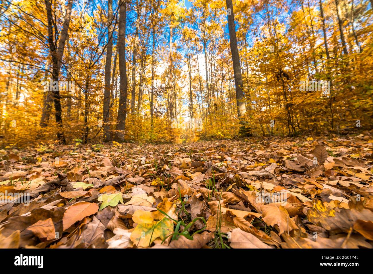 Landscape of autumn forest road, low angle view, fallen leaves on path ...