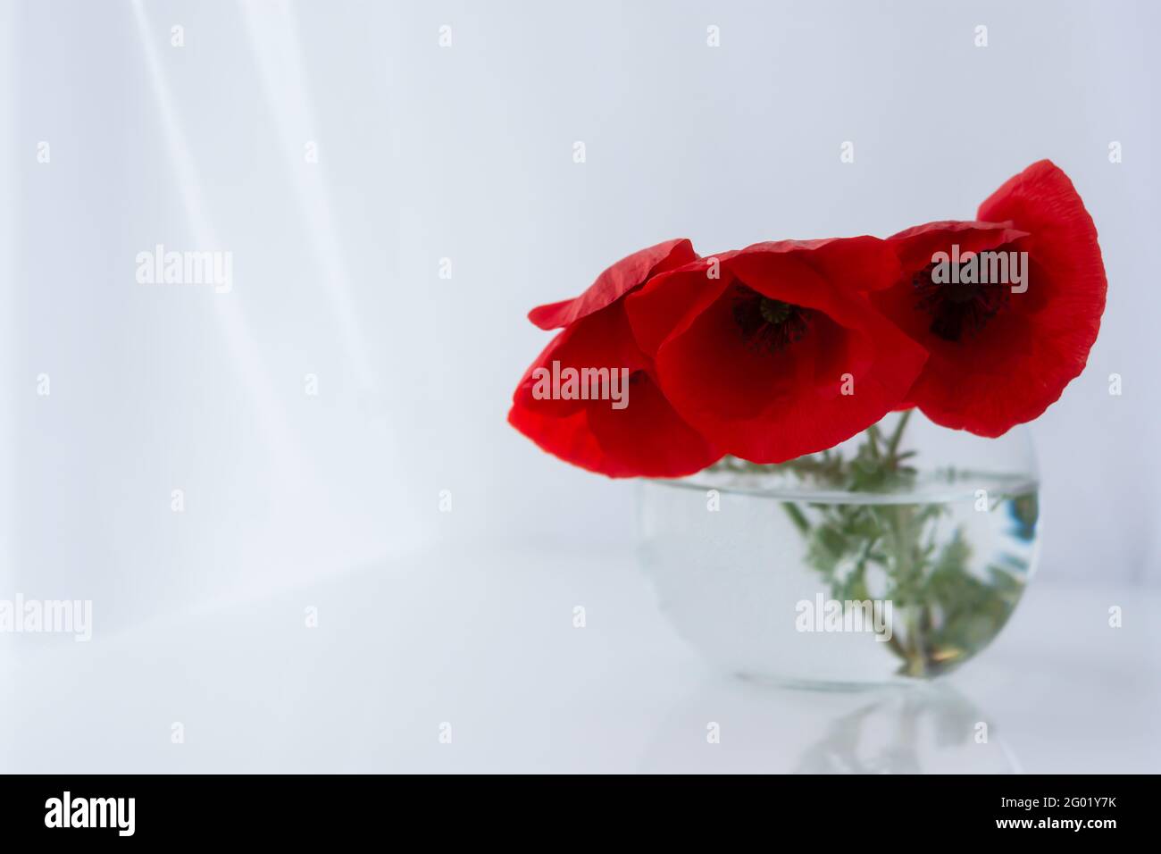 A bouquet of red poppies on the table in a glass vase. Still life with ...