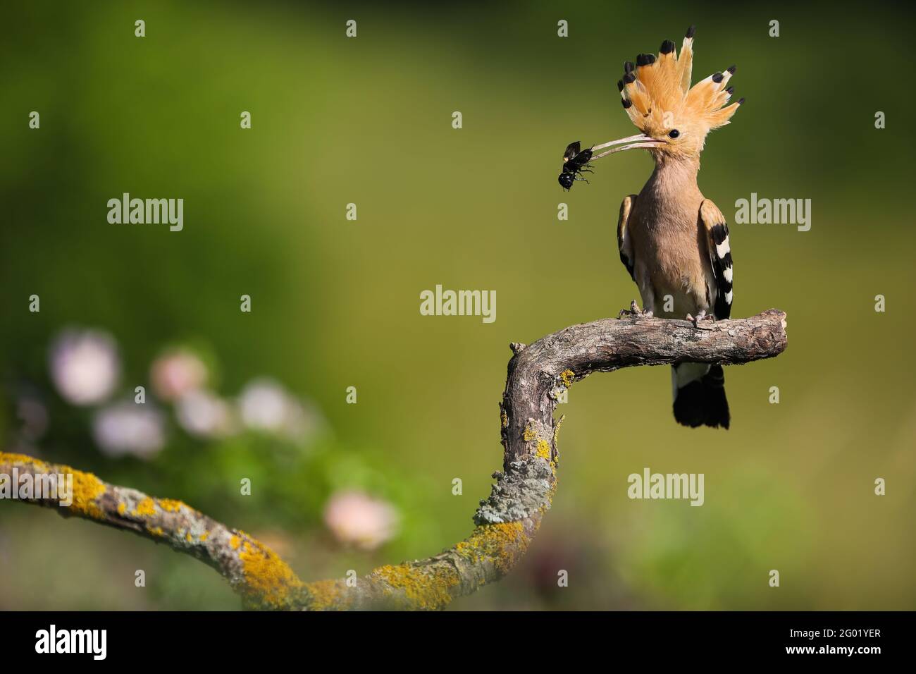 Curved claws hi-res stock photography and images - Alamy