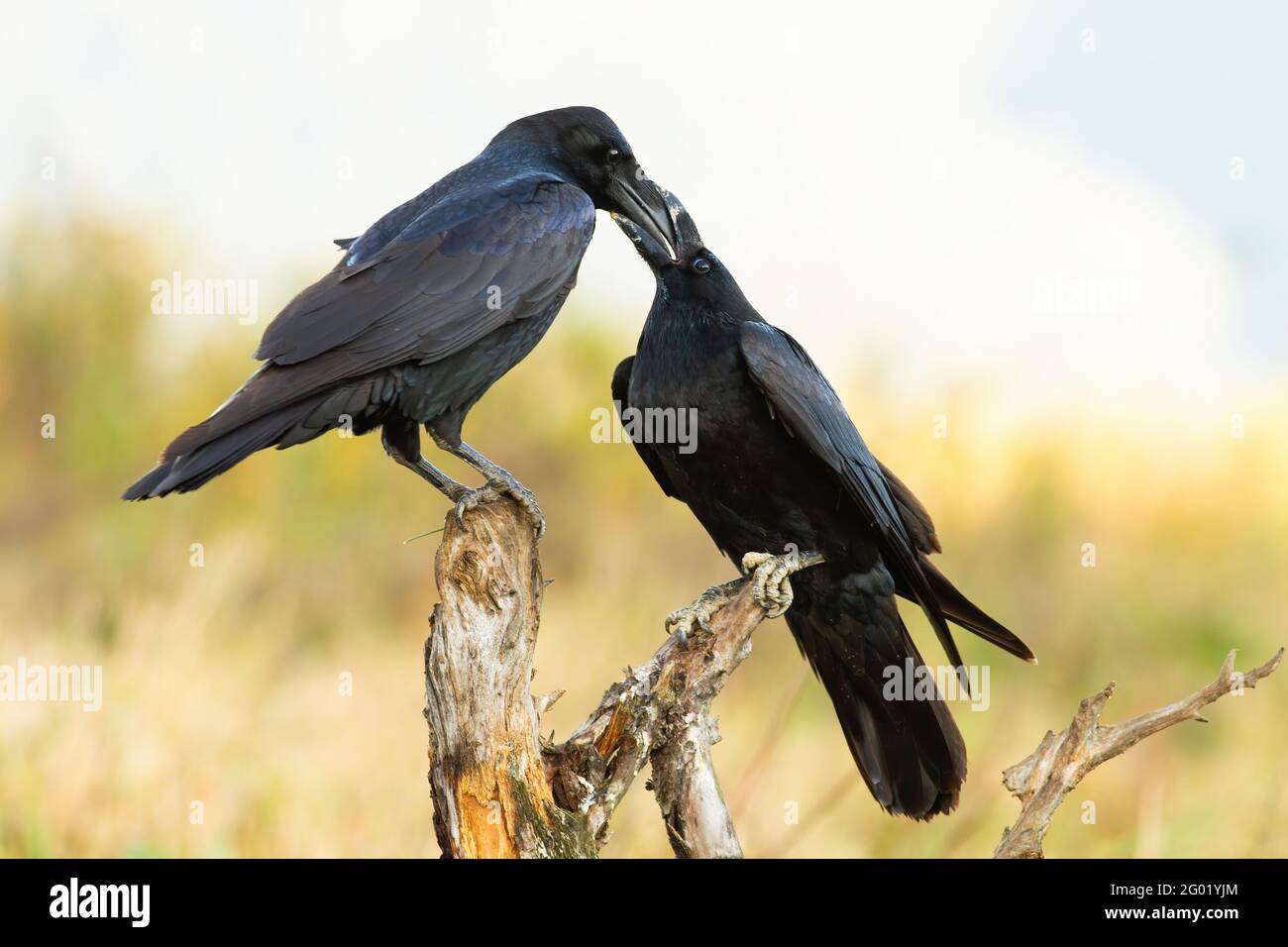 Two common raven feeding each other on branch in spring Stock Photo - Alamy