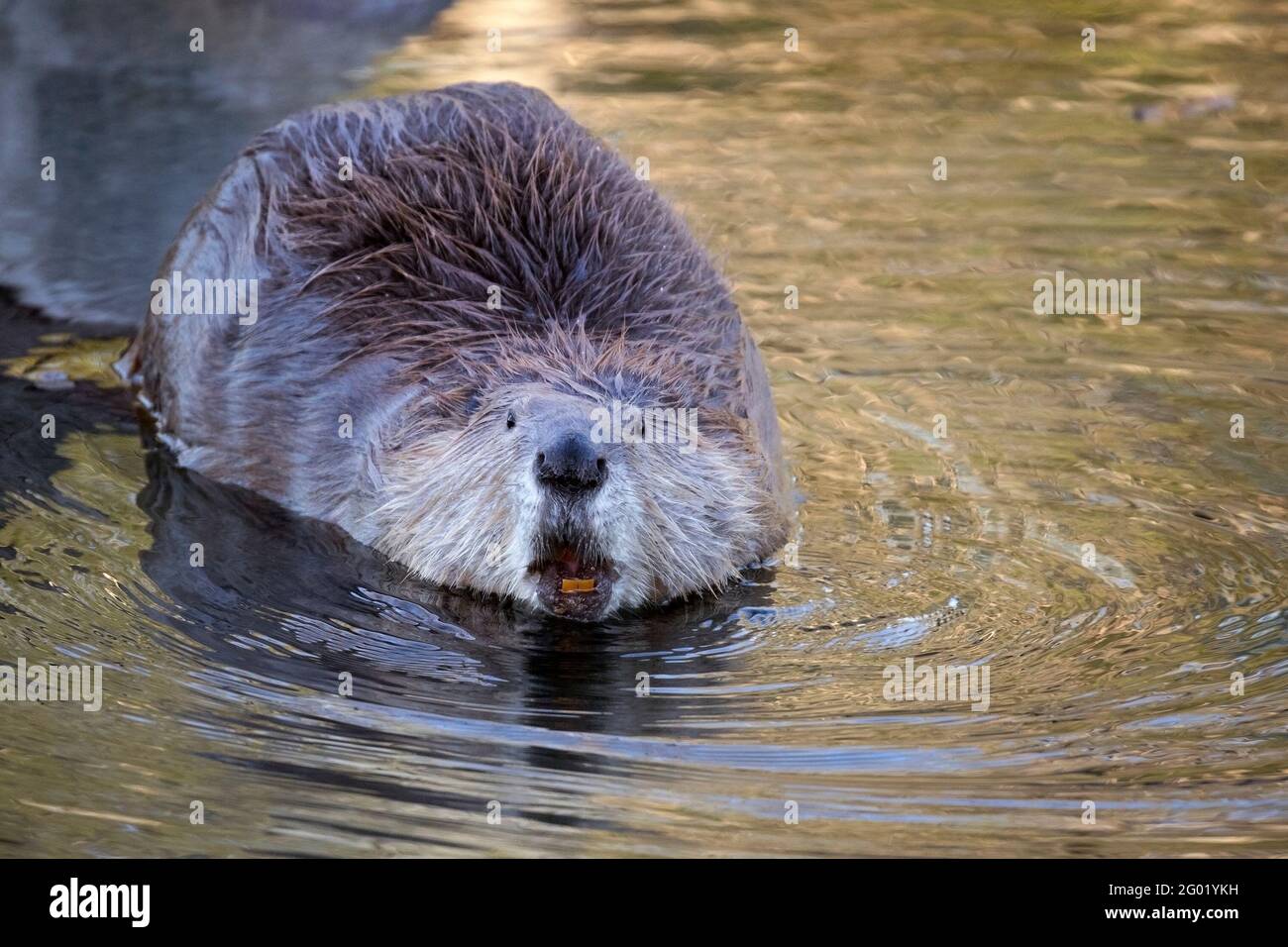 Beaver face hi-res stock photography and images - Alamy